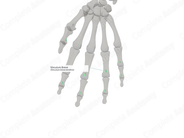 Vinculum Breve (Right) | Complete Anatomy