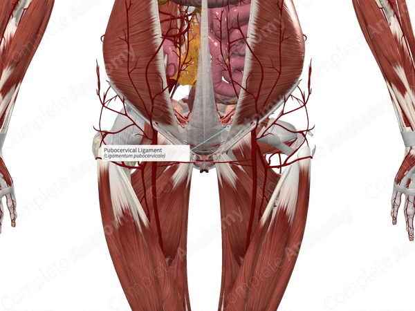Pubocervical Ligament | Complete Anatomy