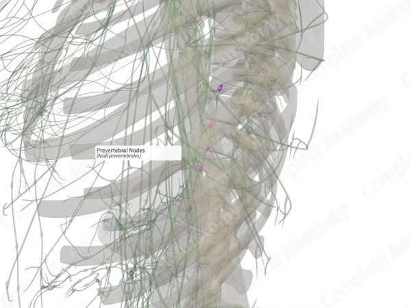 Prevertebral Nodes (Left) | Complete Anatomy
