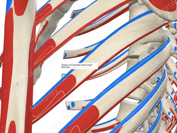 Origin of External Intercostal Muscles | Complete Anatomy
