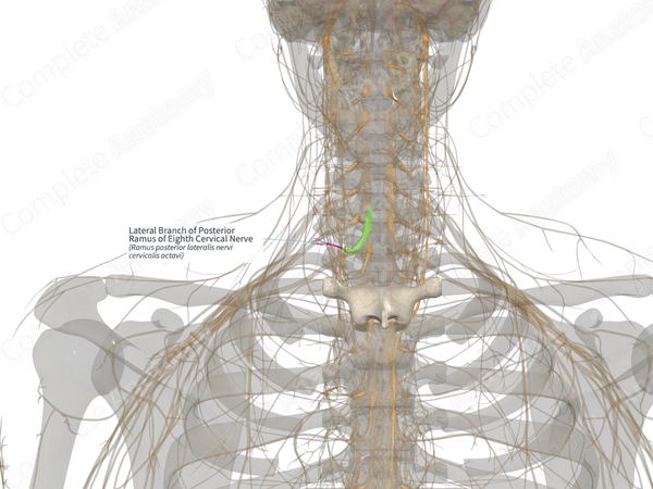 Lateral Branch of Posterior Ramus of Eighth Cervical Nerve (Left ...