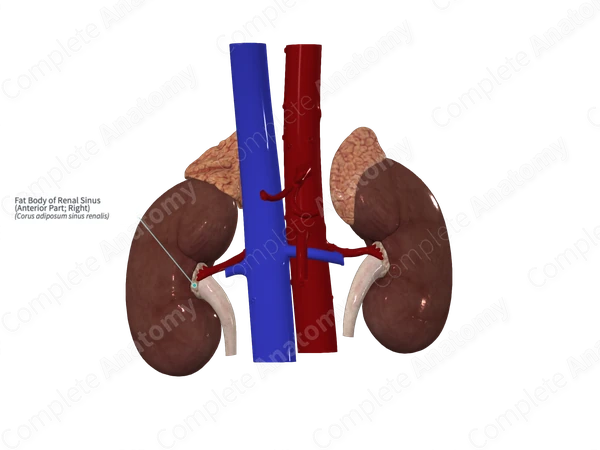 Fat Body of Renal Sinus (Anterior Part; Right) | Complete Anatomy