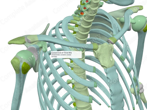 Costal End of Third Rib | Complete Anatomy