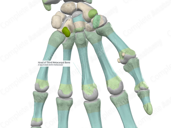 Head of Third Metacarpal Bone | Complete Anatomy