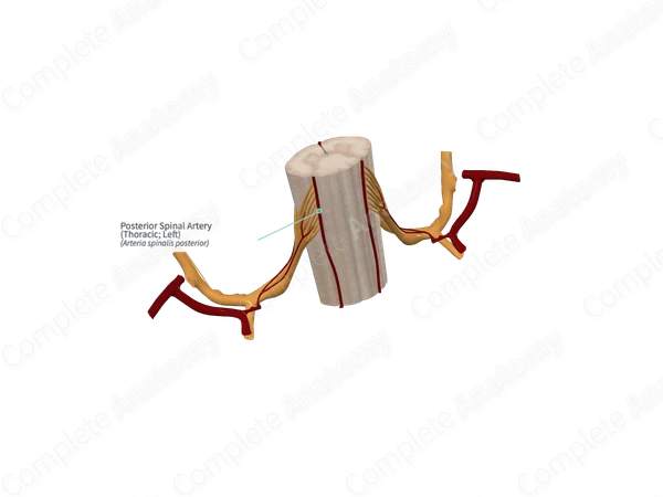 Posterior Spinal Artery (Thoracic; Left) | Complete Anatomy