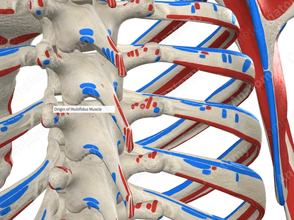 Origin of Multifidus Muscle | Complete Anatomy