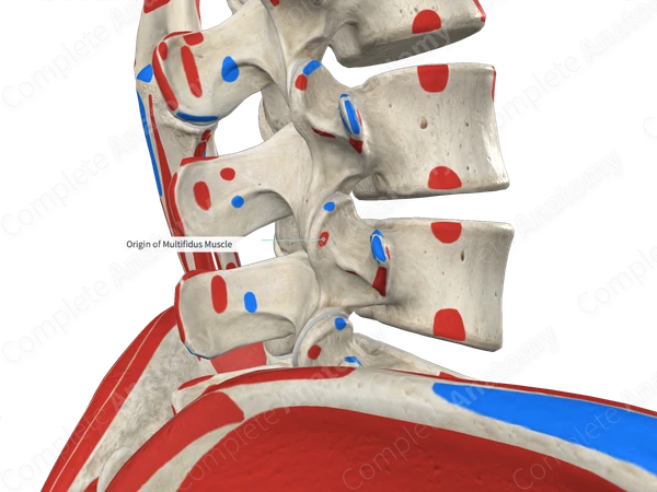Origin of Multifidus Muscle | Complete Anatomy