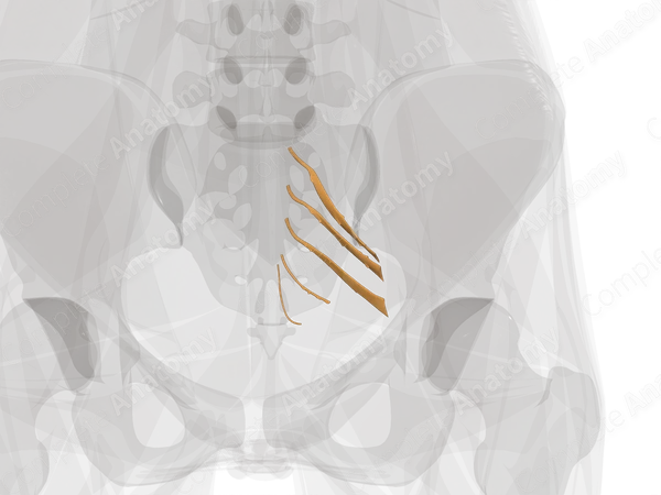 Anterior Rami of Sacral Nerves (Left) | Complete Anatomy