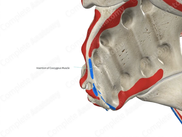 Insertion of Coccygeus Muscle | Complete Anatomy