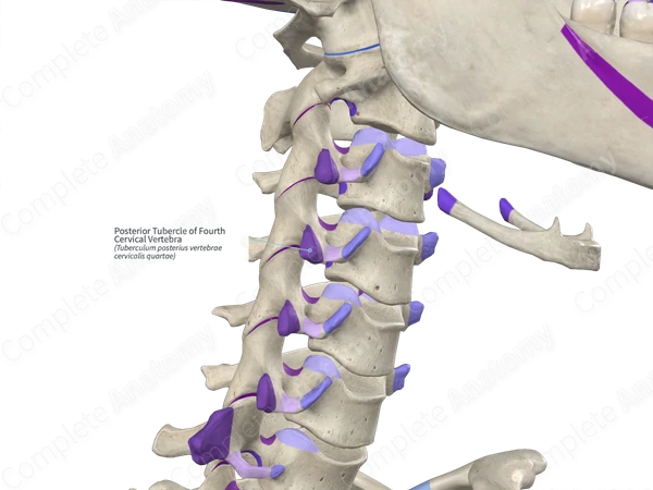 Posterior Tubercle of Fourth Cervical Vertebra (Left) | Complete Anatomy