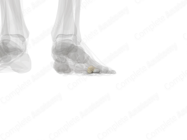 Proximal Phalanx of Third Toe (Left) | Complete Anatomy