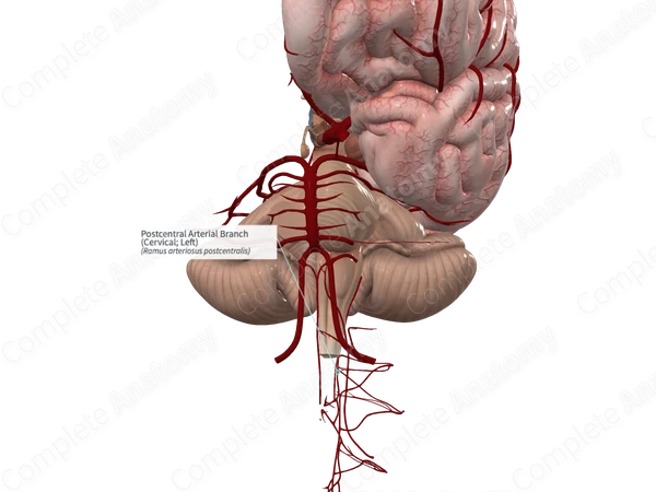 Postcentral Arterial Branch (Cervical; Left) | Complete Anatomy