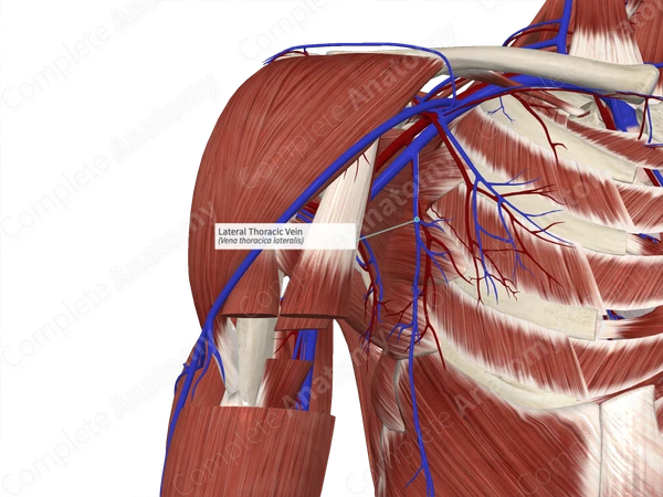 Lateral Thoracic Vein | Complete Anatomy
