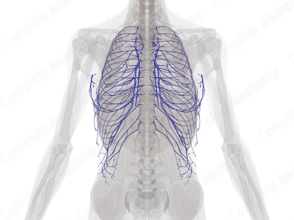 Veins of Thoracic Wall | Complete Anatomy