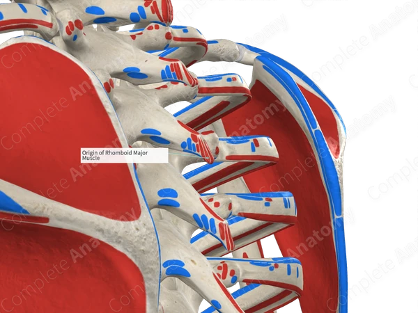 Origin of Rhomboid Major Muscle | Complete Anatomy