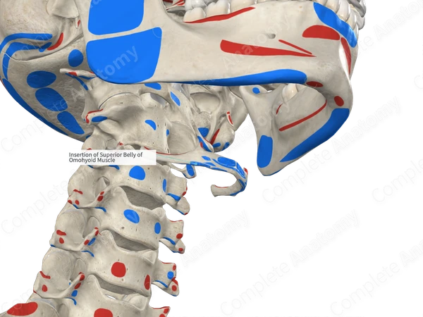 Insertion of Superior Belly of Omohyoid Muscle | Complete Anatomy
