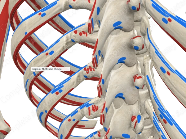 Origin of Multifidus Muscle | Complete Anatomy