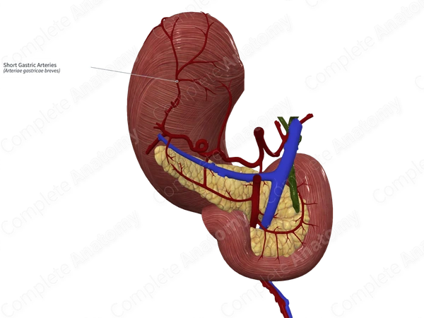 Short Gastric Arteries | Complete Anatomy