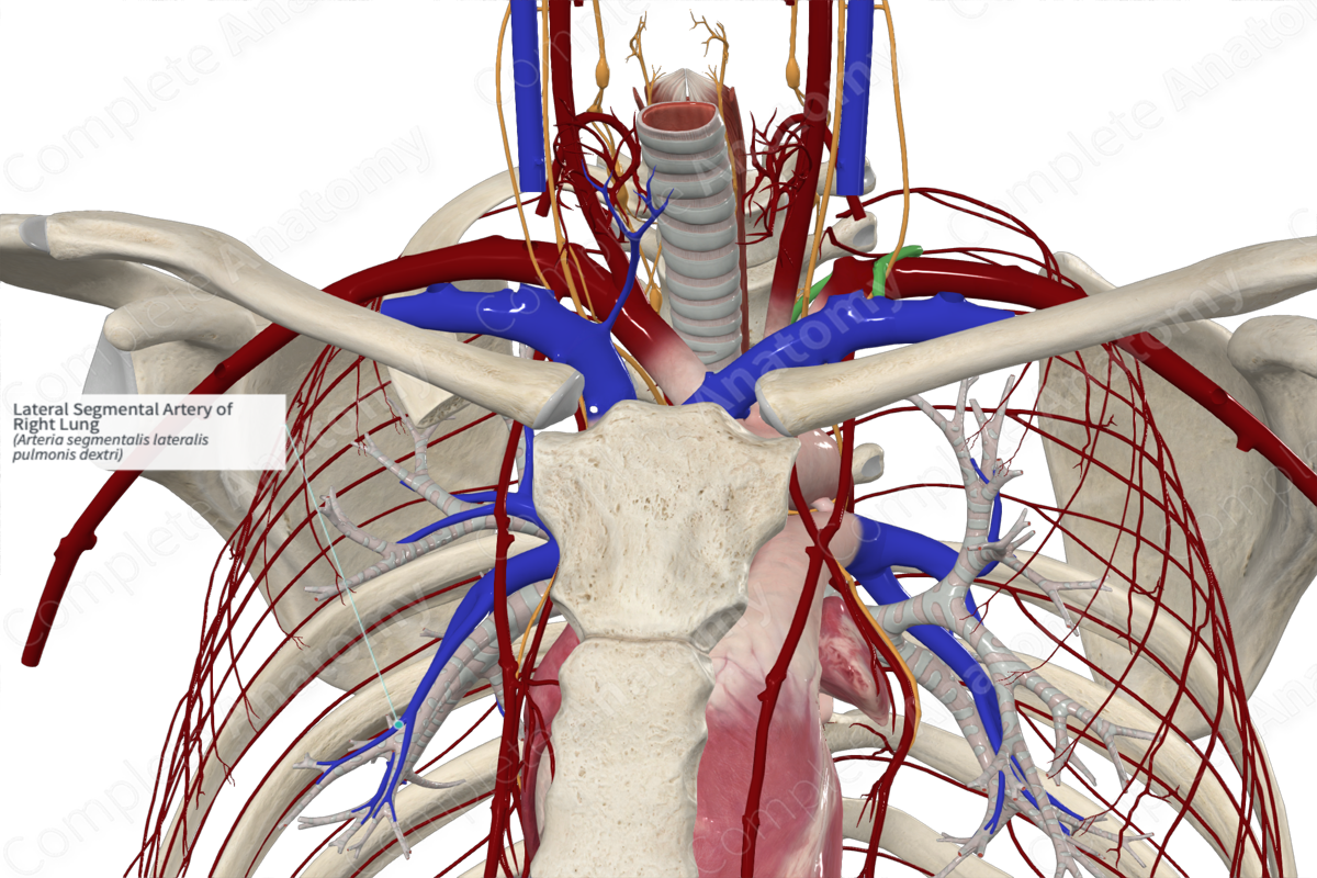 Lateral Segmental Artery Of Right Lung Complete Anatomy