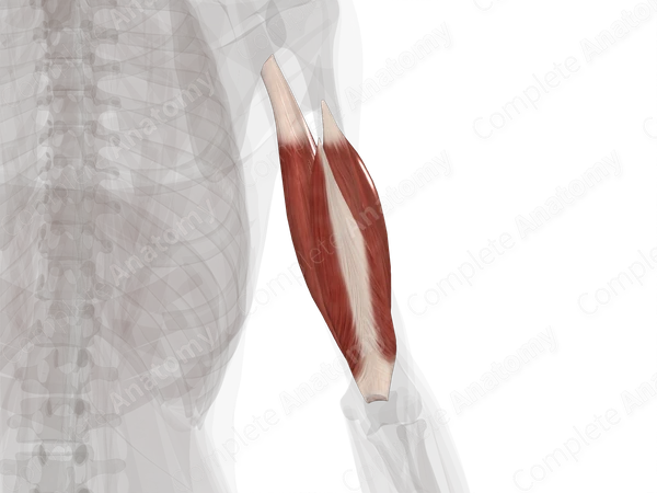 Triceps Brachii Muscle (Left) | Complete Anatomy