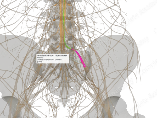 Anterior Ramus of Fifth Lumbar Nerve (Left) | Complete Anatomy