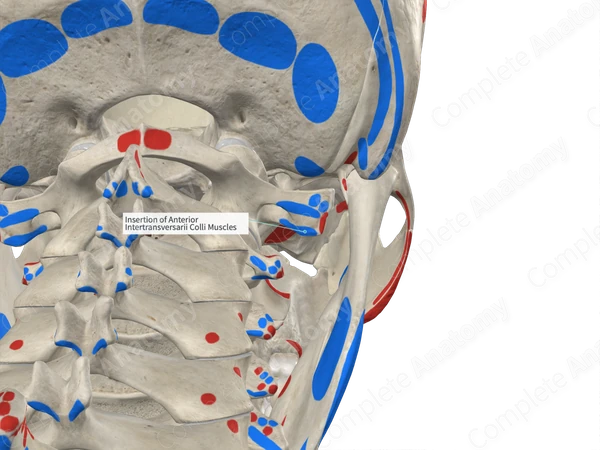 Insertion of Anterior Intertransversarii Colli Muscles | Complete Anatomy