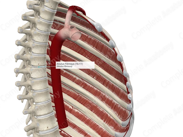 Anulus Fibrosus (T6-T7) | Complete Anatomy