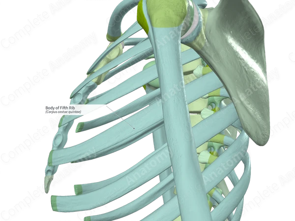Body of Fifth Rib | Complete Anatomy