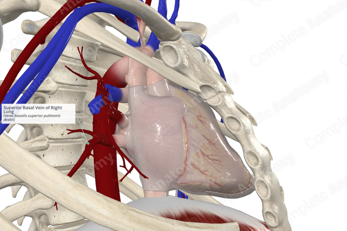 Superior Basal Vein Of Right Lung Complete Anatomy