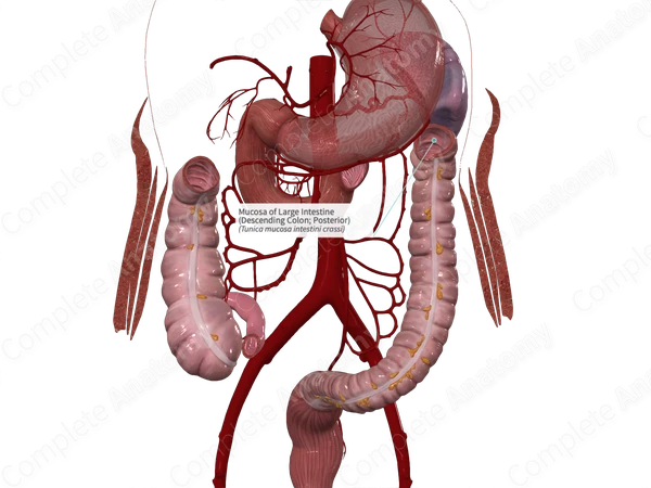 Mucosa of Large Intestine (Descending Colon; Posterior) | Complete Anatomy