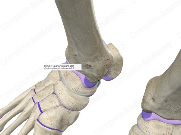 Middle Talar Articular Facet | Complete Anatomy