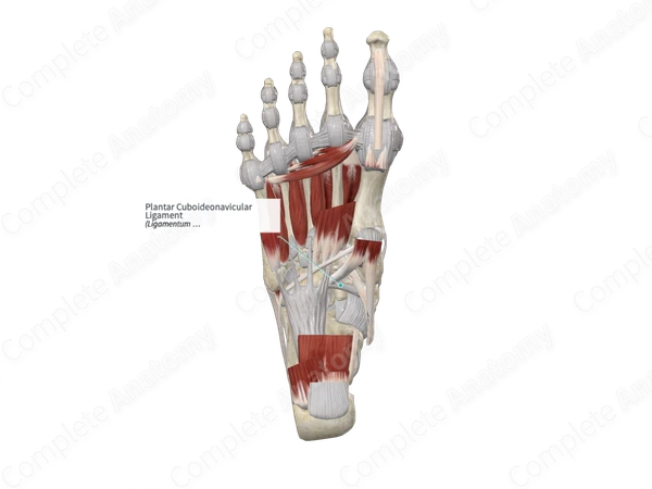Ligamenta Cuboideonaviculare Aufbau Und Sicherung Des