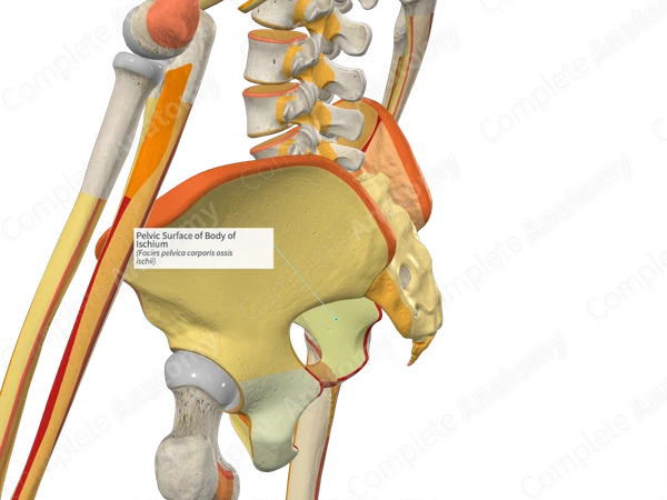 Pelvic Surface of Body of Ischium | Complete Anatomy
