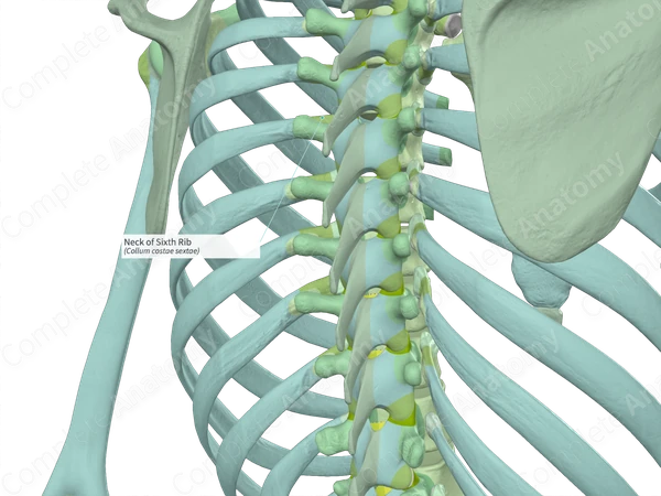 Neck of Sixth Rib | Complete Anatomy