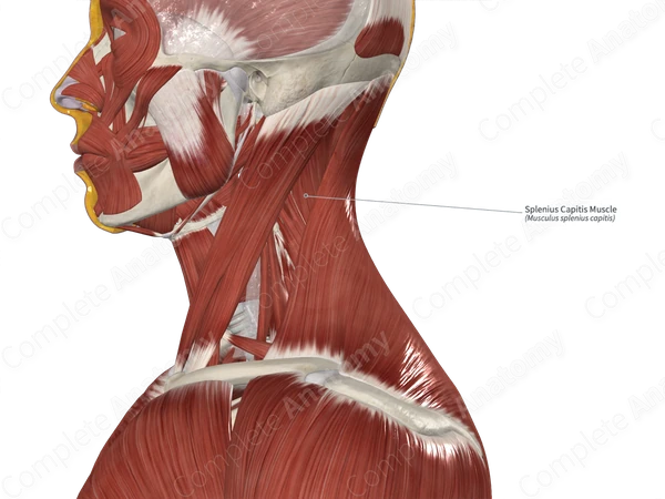 Splenius Capitis Mooremyoworx #musclespotlight #neckmuscles #neckpain
