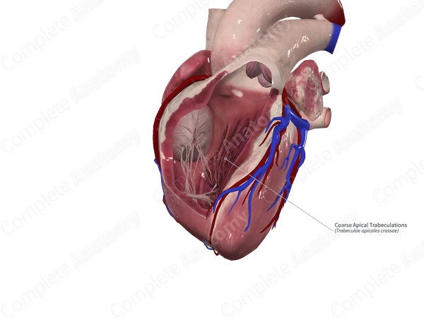 Coarse Apical Trabeculations | Complete Anatomy
