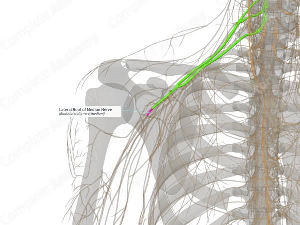 Lateral Root of Median Nerve (Left) | Complete Anatomy
