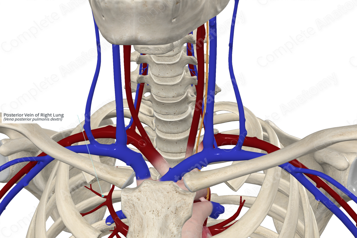 Posterior Vein Of Right Lung Complete Anatomy