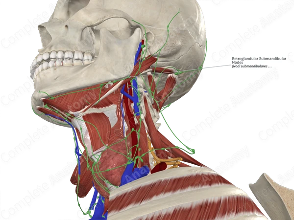 Retroglandular Submandibular Nodes | Complete Anatomy
