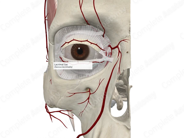 Lacrimal Sac | Complete Anatomy