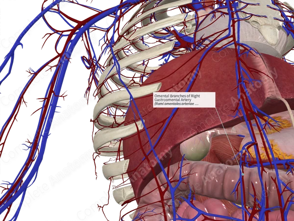 Omental Branches of Right Gastroomental Artery | Complete Anatomy