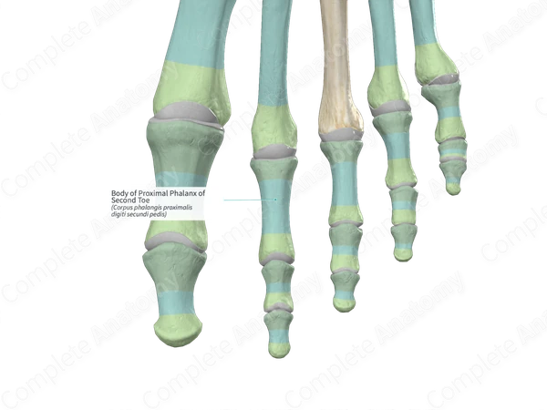 Body of Proximal Phalanx of Second Toe | Complete Anatomy