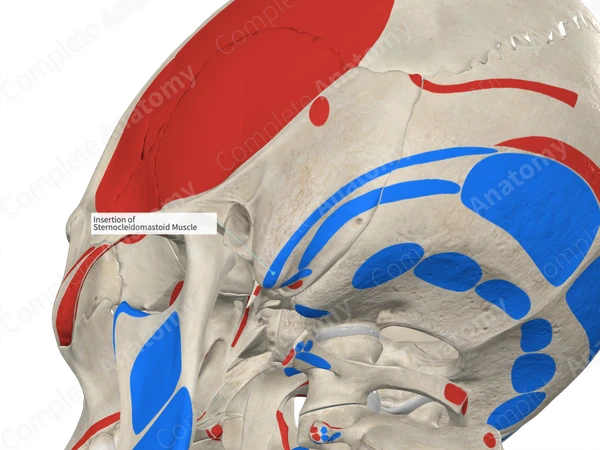 Insertion of Sternocleidomastoid Muscle | Complete Anatomy