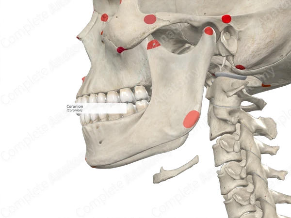 Coronion (Right) | Complete Anatomy