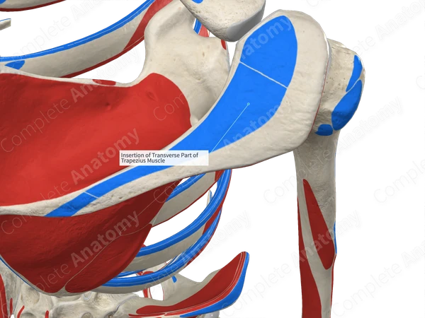 Insertion of Transverse Part of Trapezius Muscle | Complete Anatomy