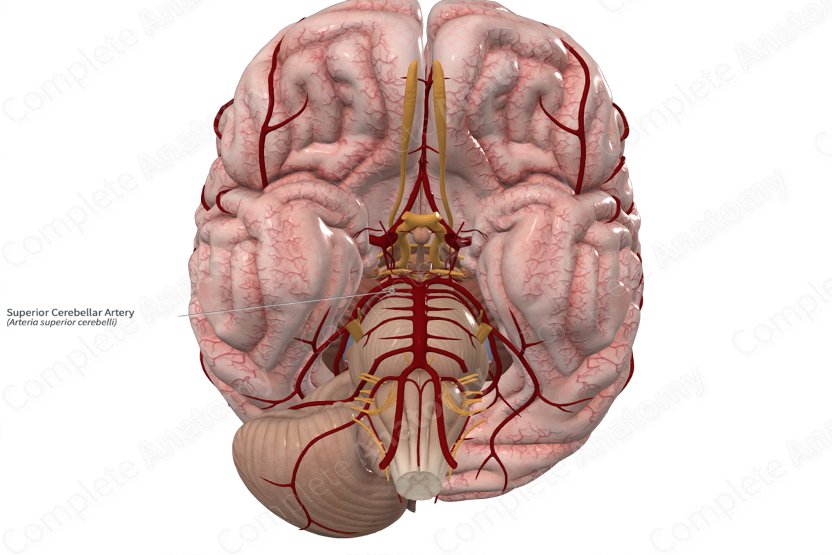 Superior Cerebellar Artery Complete Anatomy