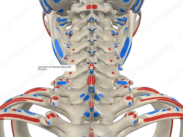 Insertion of Interspinales Colli Muscles | Complete Anatomy