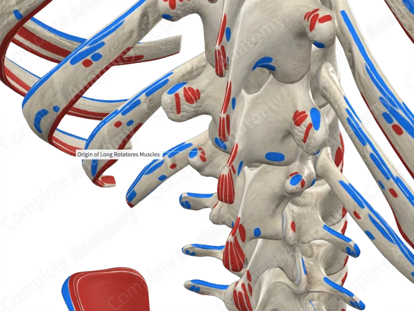Origin of Long Rotatores Muscles | Complete Anatomy