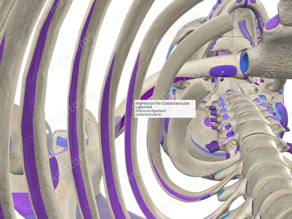 Impression for Costoclavicular Ligament | Complete Anatomy
