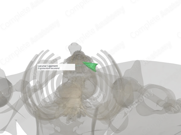 Lacunar Ligament (Right) | Complete Anatomy